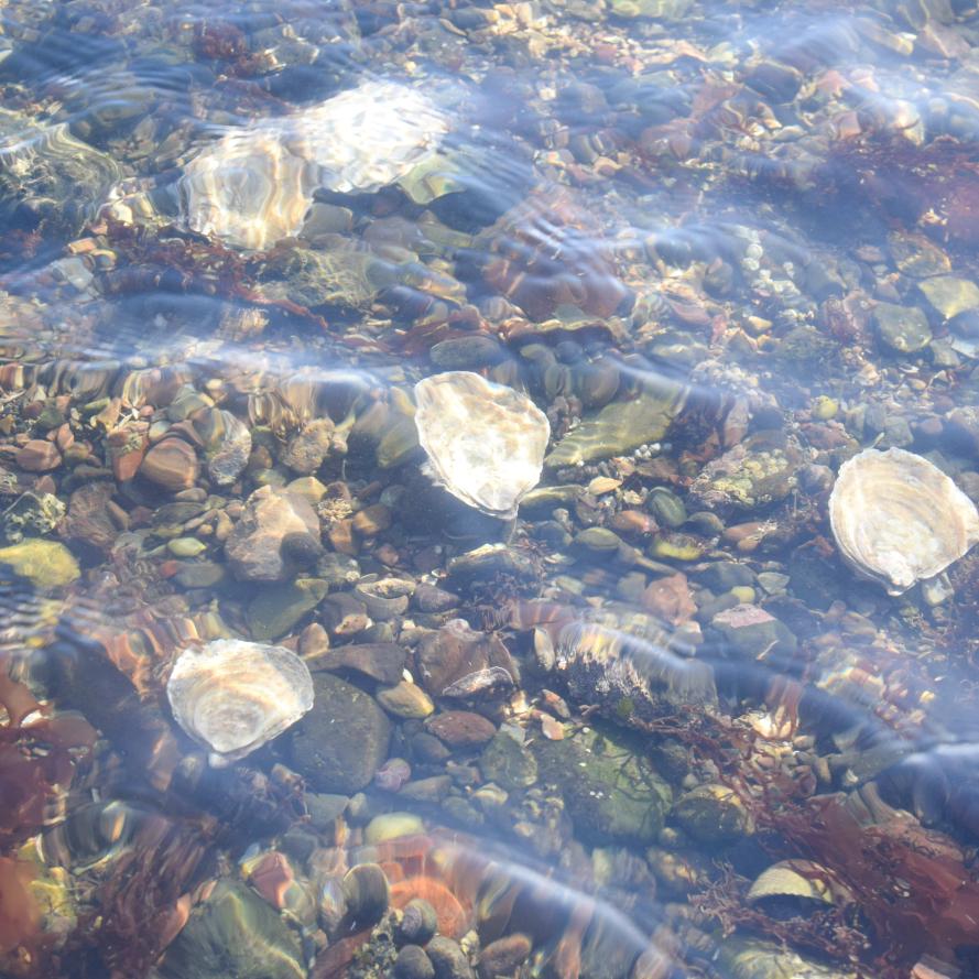 Restoration Forth | WWF